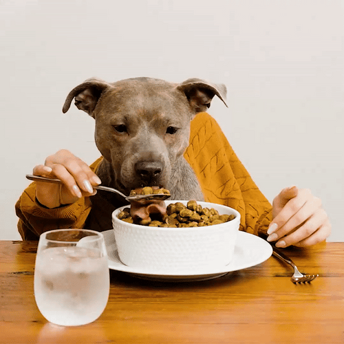 "Why's My Kibble So Furking Bland?" - Your Dog · Goodboy Gravies